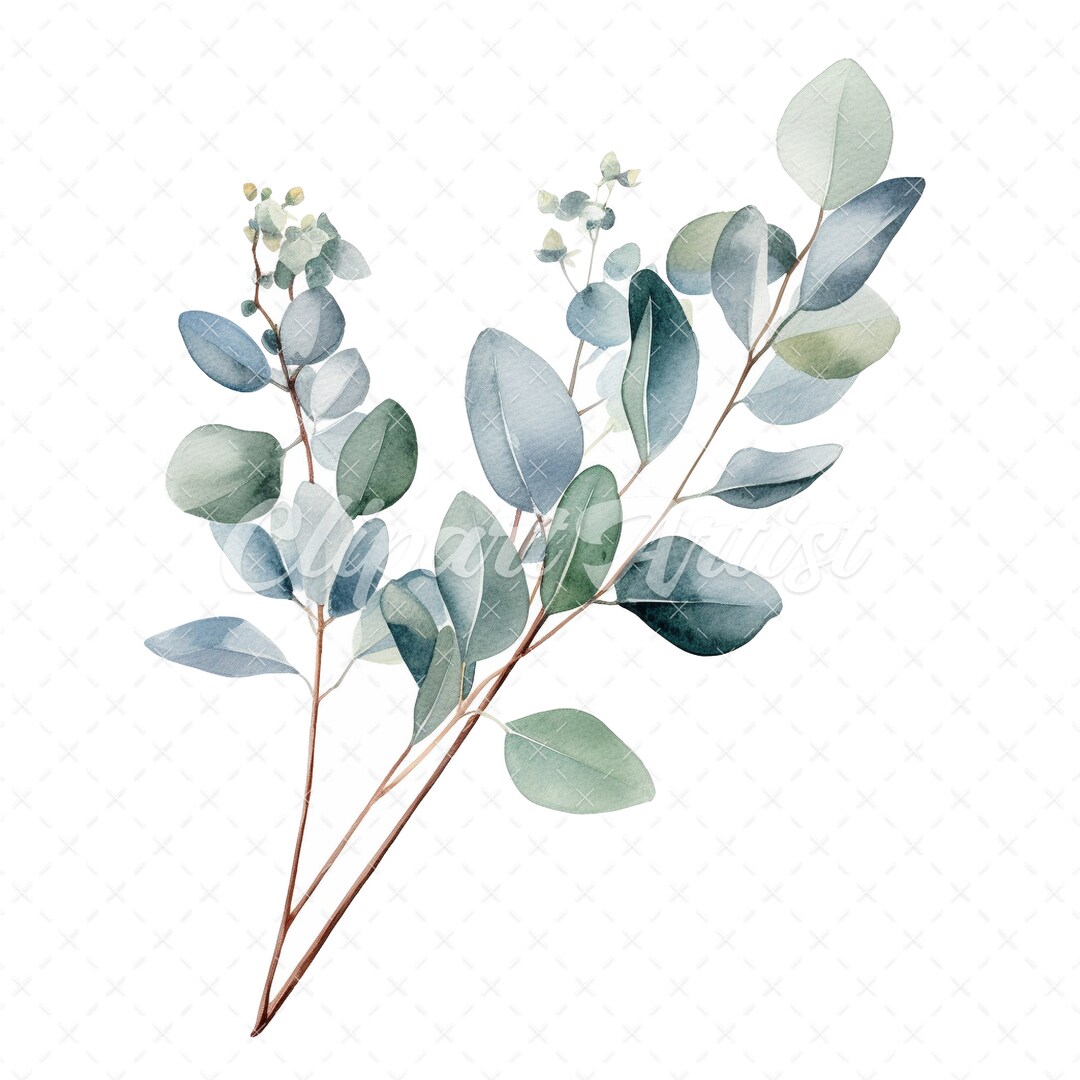 20 High-quality Eucalyptus Clipart - Eucalyptus Digital Watercolor JPG ...
