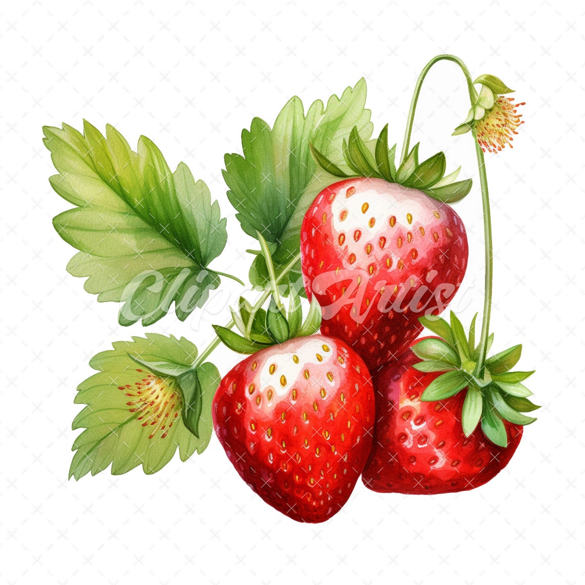 Strawberry Watercolor Clipart – Commercial Use (digital Download) - Etsy