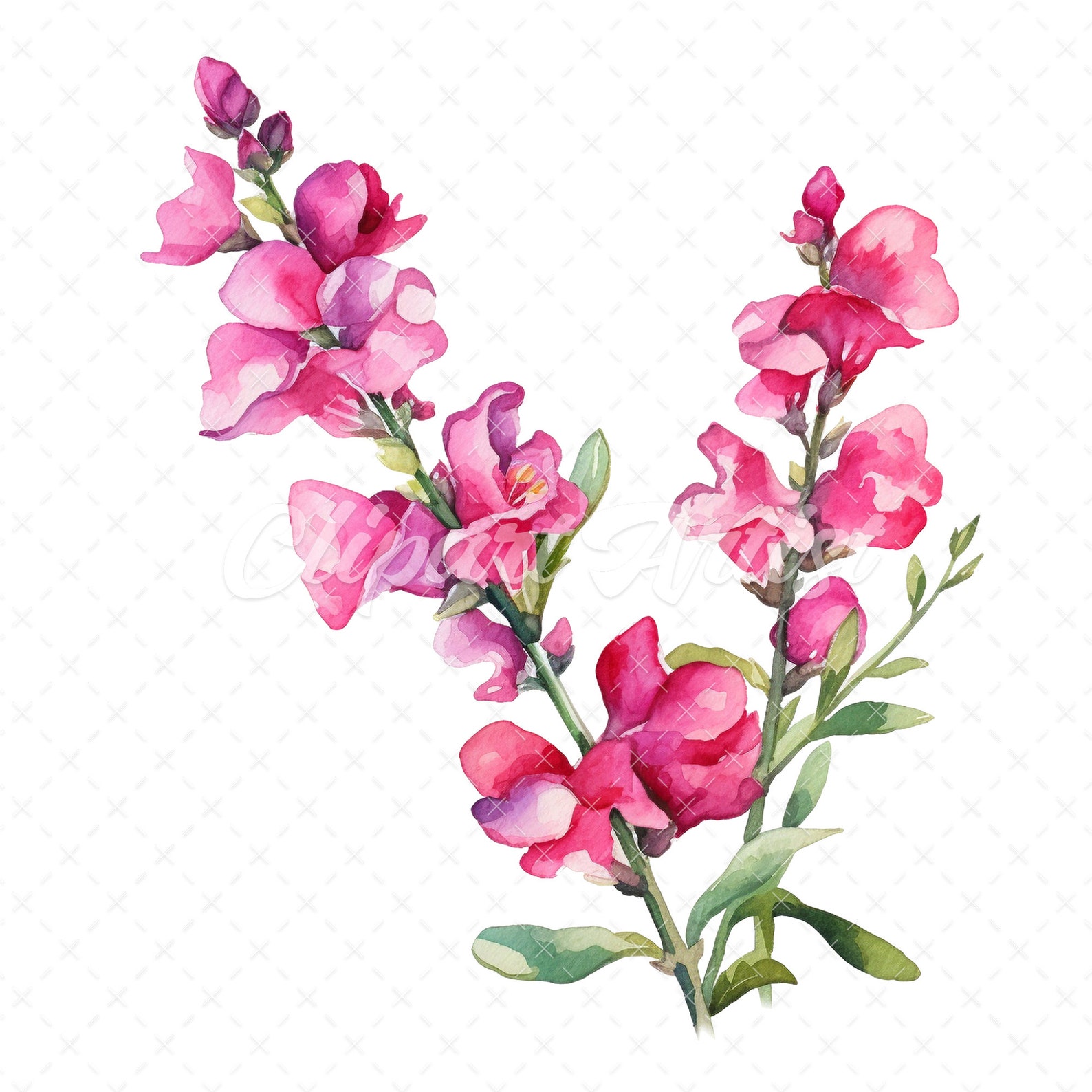20 High-quality Snapdragon Clipart Snapdragon Flowers Digital ...