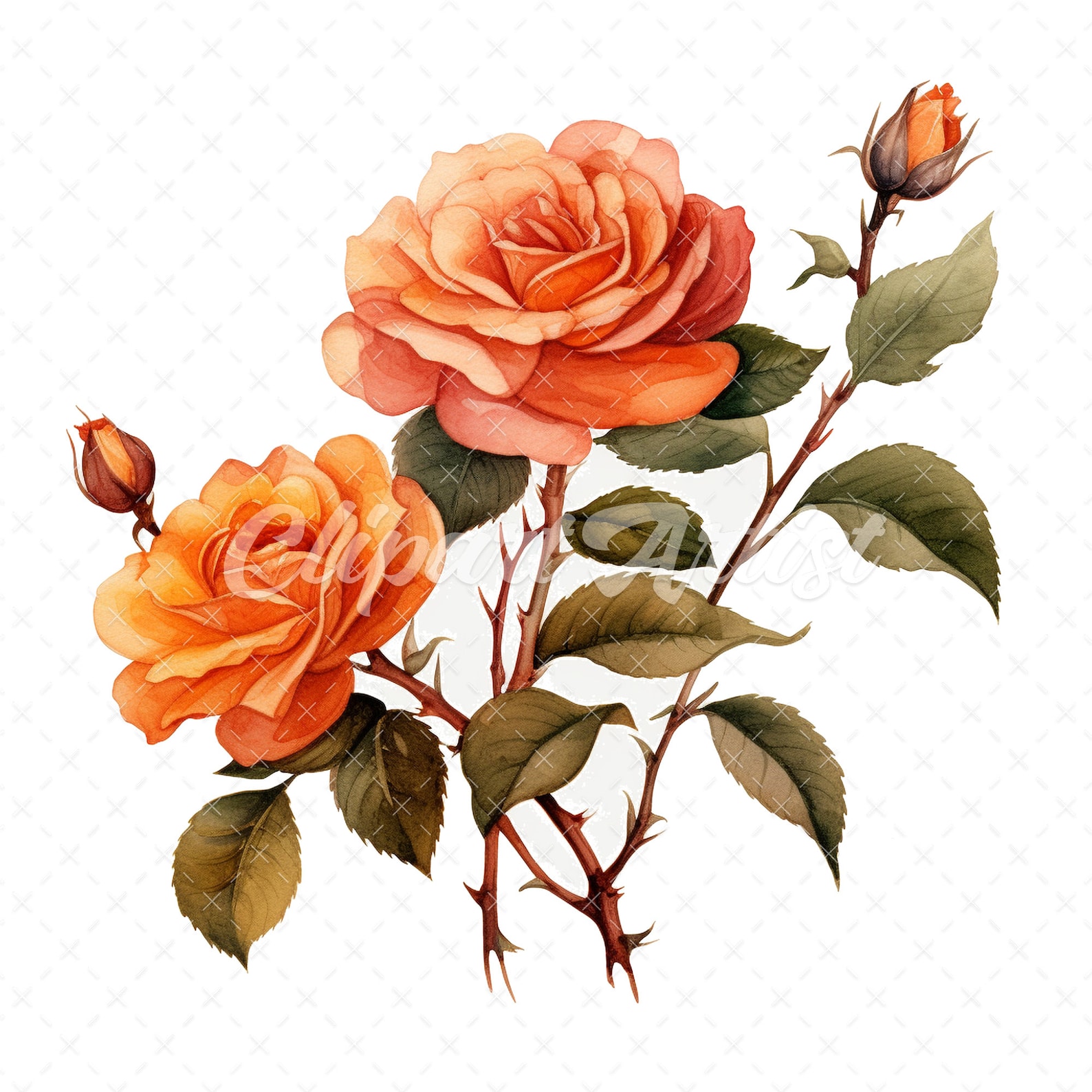 Orange Rose Watercolor Clipart – Floral Design Elements (digital ...