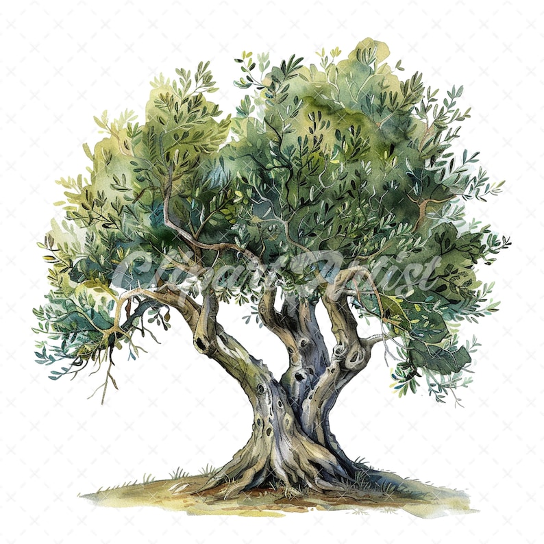 20 High-quality Olive Trees Clipart Olive Trees Digital Watercolor JPG ...