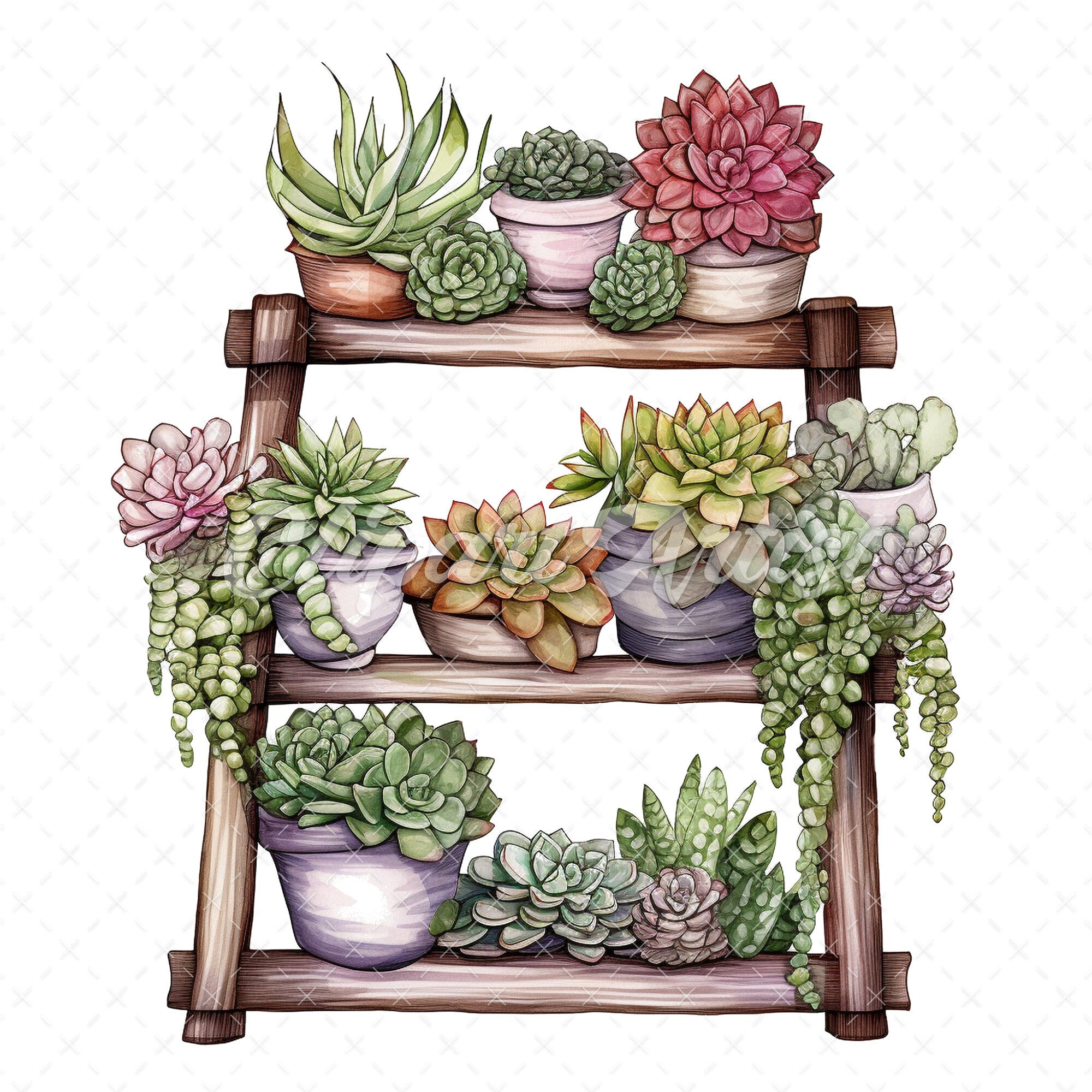 20 High-quality Succulent Rack Clipart Succulent Rack Digital ...