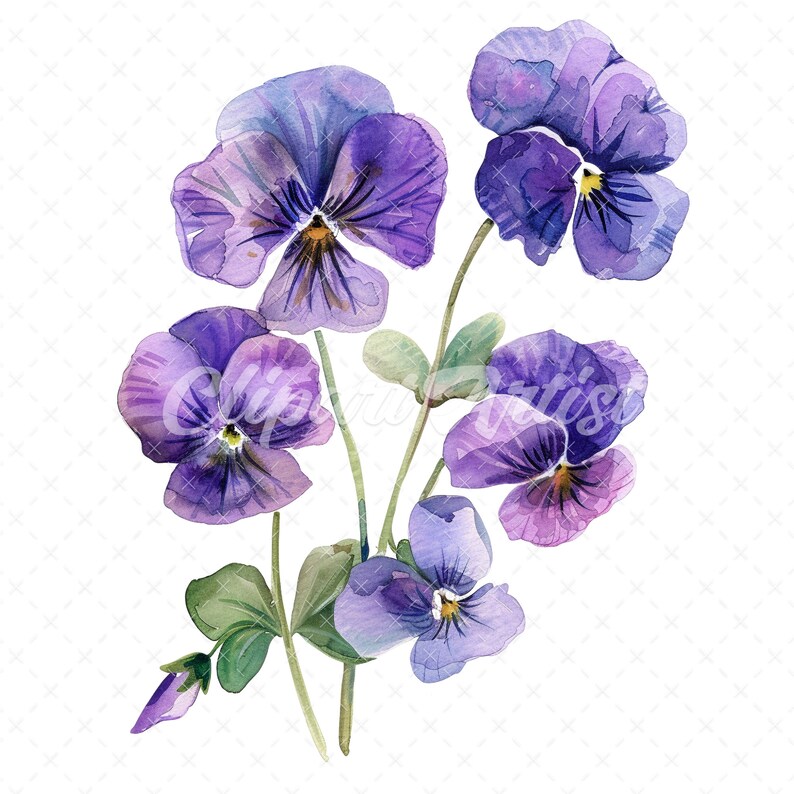 20 High-quality Violets Clipart Violets Clipart Digital Watercolor JPG ...