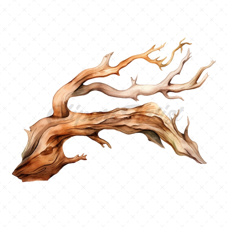 Driftwood Clipart: Watercolor Style, Commercial Use (digital Download ...