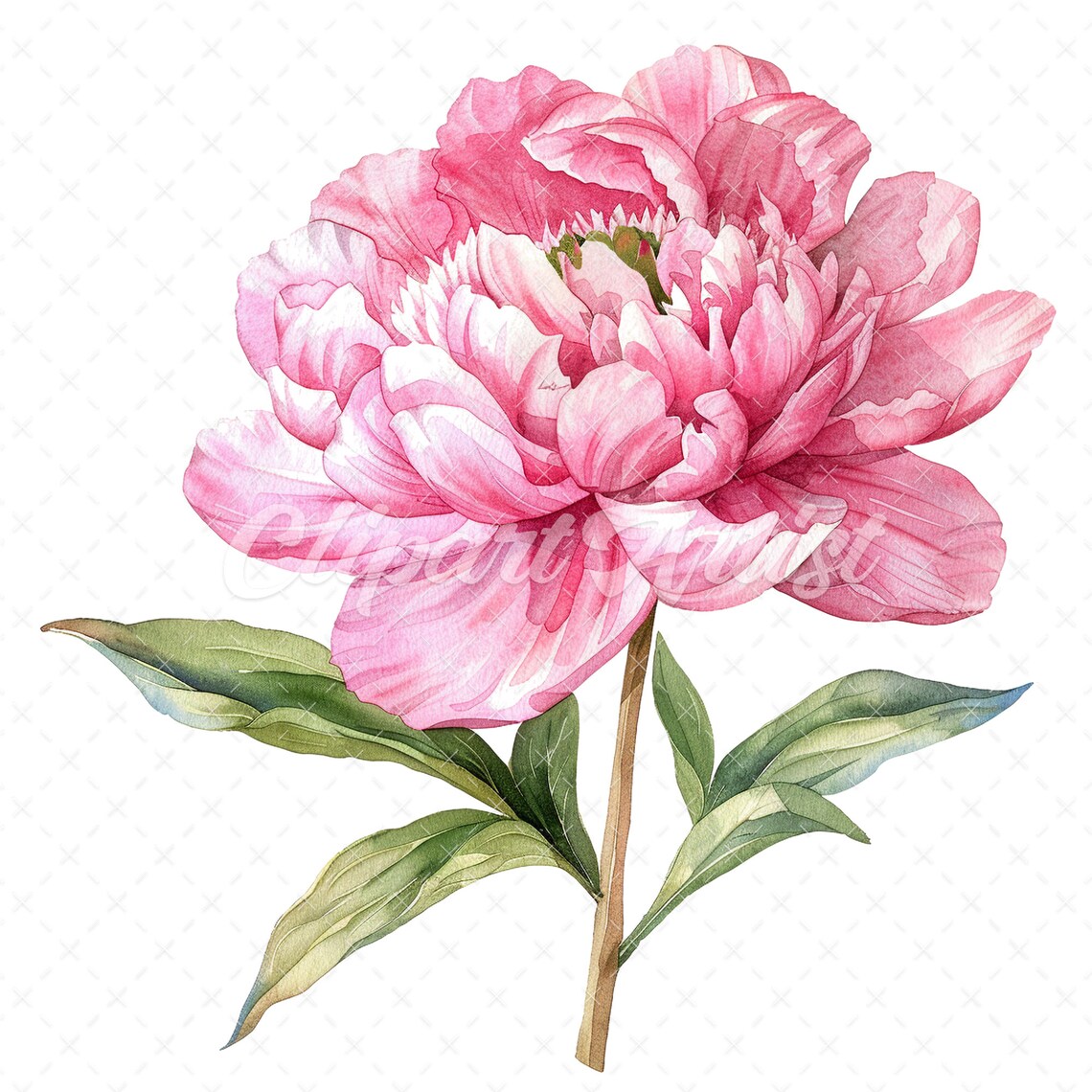 Pink Peony Watercolor Clipart – Floral Design Elements (digital ...