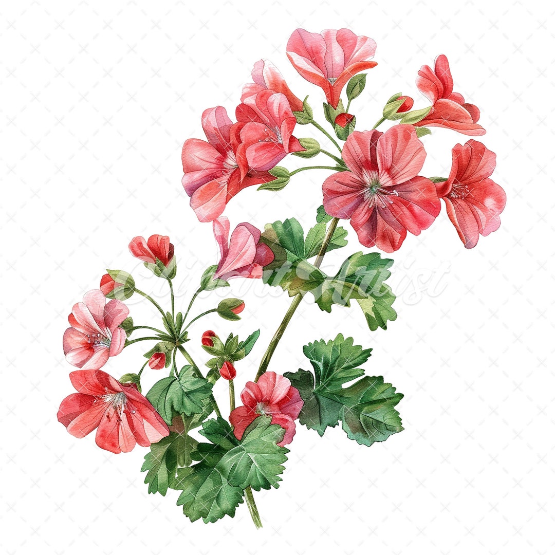 Geranium Flower Watercolor Clipart – Commercial Use (digital Download ...