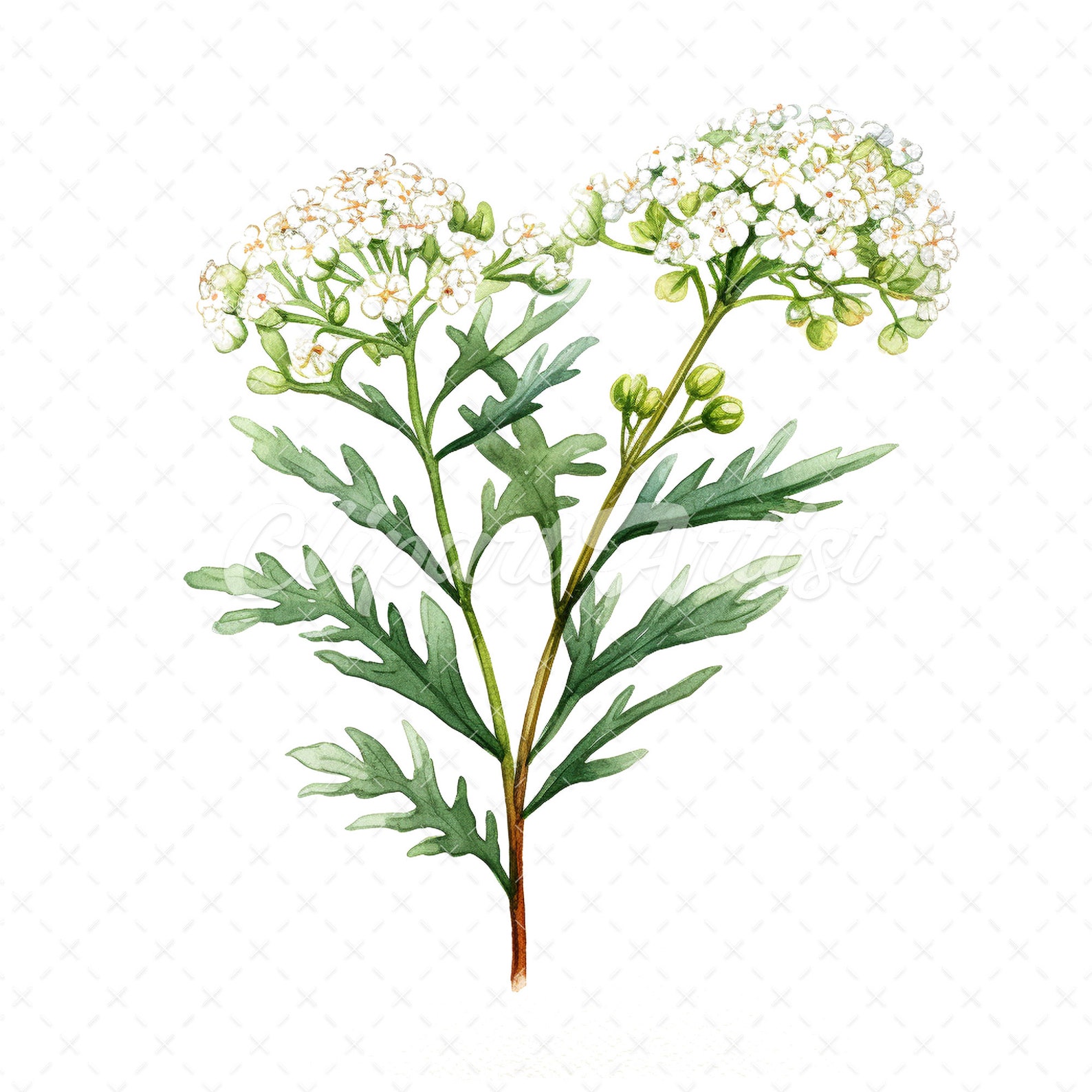 20 High-quality Yarrow Clipart Yarrow Flowers Digital - Etsy
