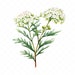 20 High-quality Yarrow Clipart - Yarrow Flowers Digital Watercolor JPG ...