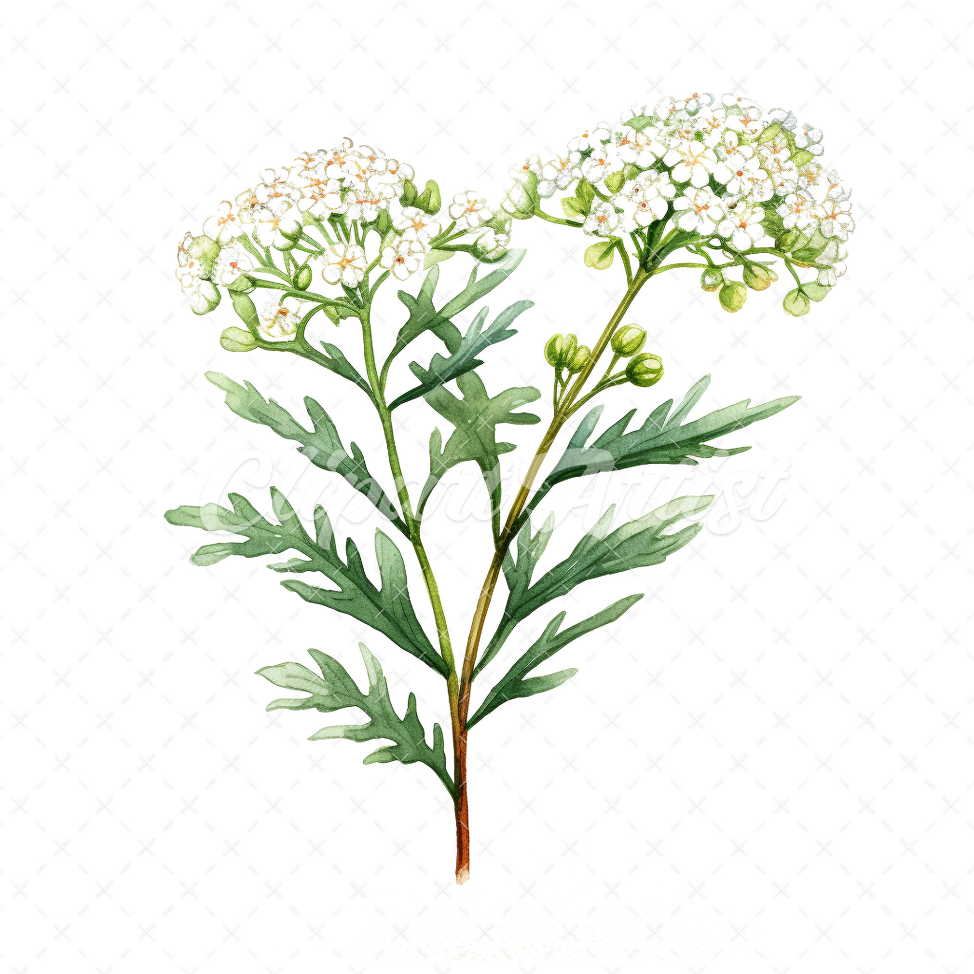 20 High-quality Yarrow Clipart Yarrow Flowers Digital - Etsy