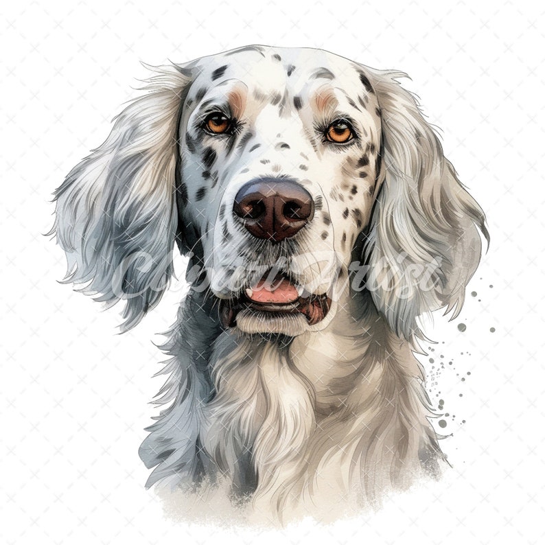 20 High-quality English Setter Clipart English Setter Digital ...