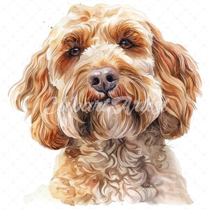 20 High-quality Cockapoo Portrait Clipart Cockapoo Portrait Digital ...