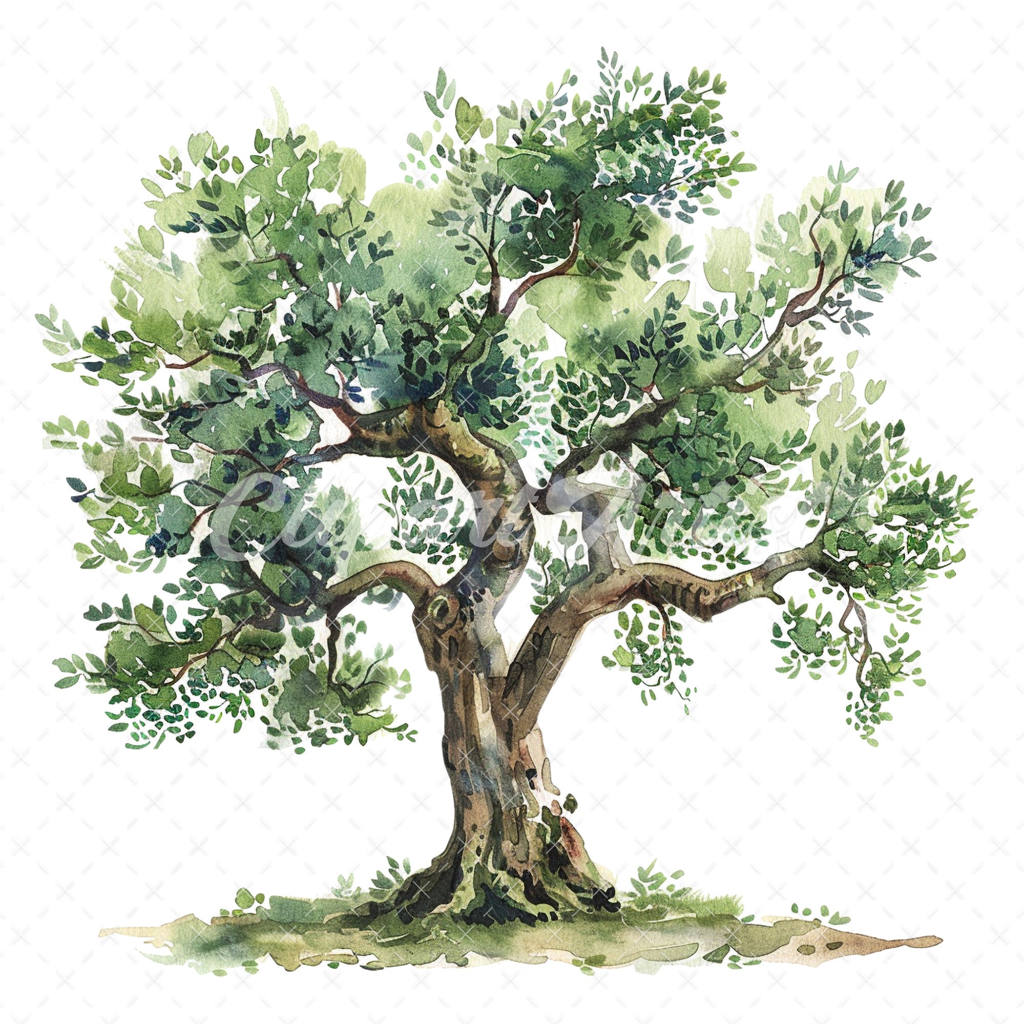 20 High-quality Olive Trees Clipart Olive Trees Digital Watercolor JPG Instant Download for ...