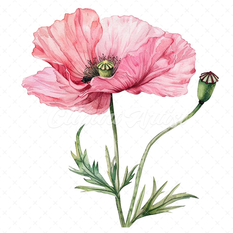 20 High-quality Poppy Flower Clipart - Poppy Flower Watercolor JPG ...