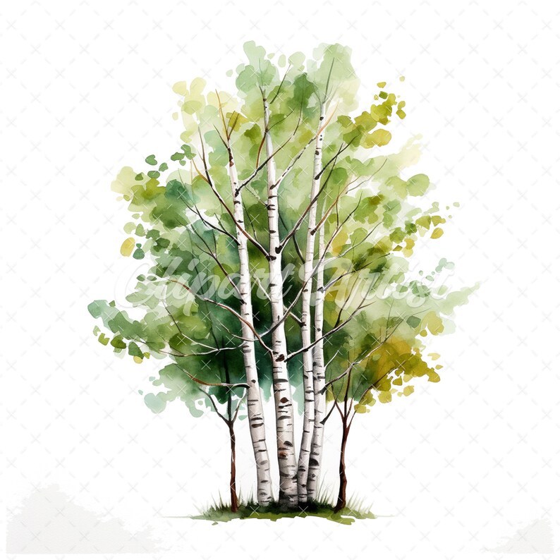 Watercolor Birch Tree Clipart – Commercial Use (digital Download) - Etsy