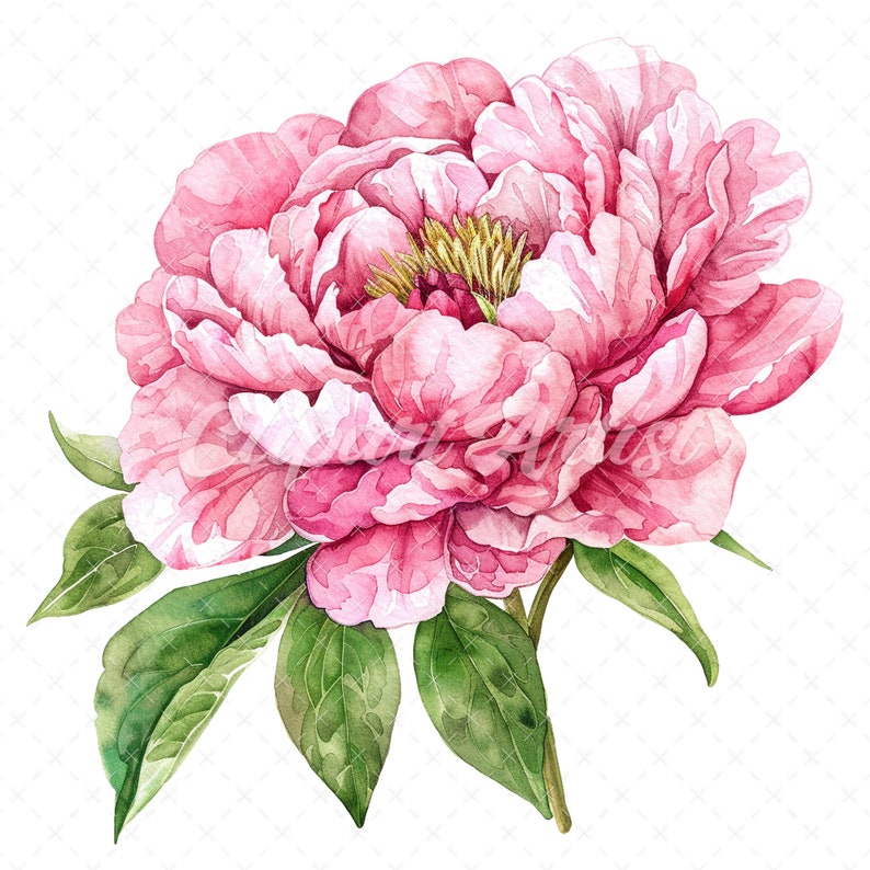 Pink Peony Watercolor Clipart – Floral Design Elements (digital ...