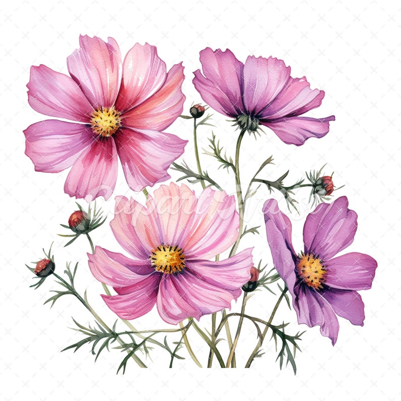 20 High-quality Cosmos Clipart Cosmos Flower Digital Watercolor JPG ...