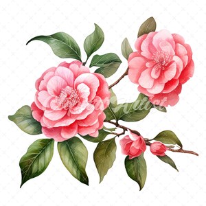 Watercolor Camellia Clipart – 19 Flower Illustrations (digital Download ...