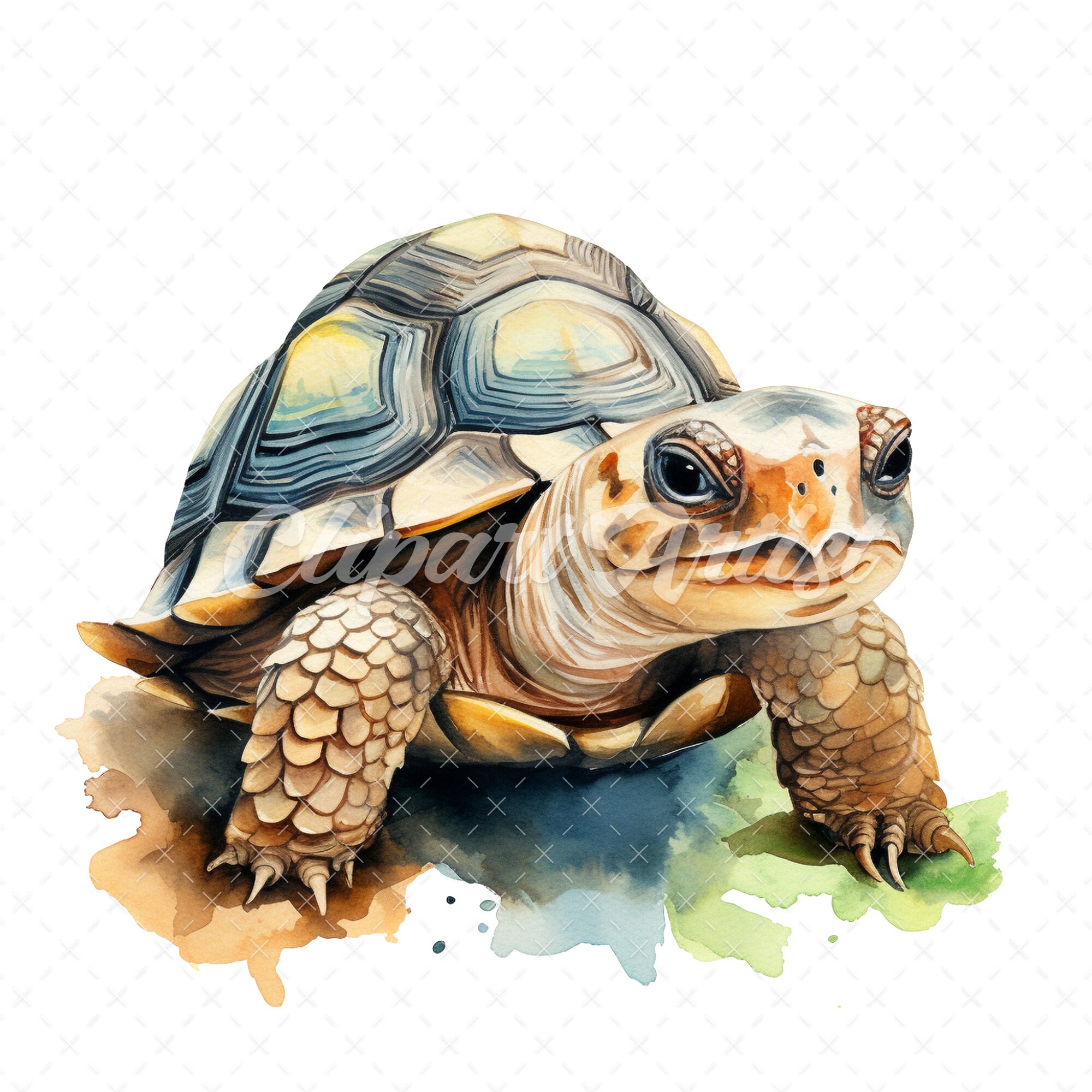 20 High-quality Cute Tortoise Clipart Cute Tortoise Digital Watercolor ...