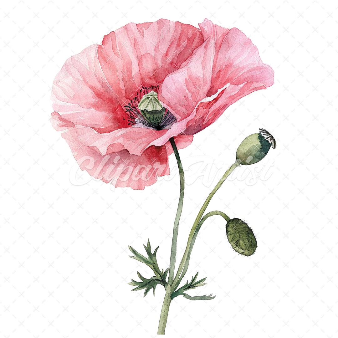 20 High-quality Poppy Flower Clipart - Poppy Flower Watercolor JPG ...