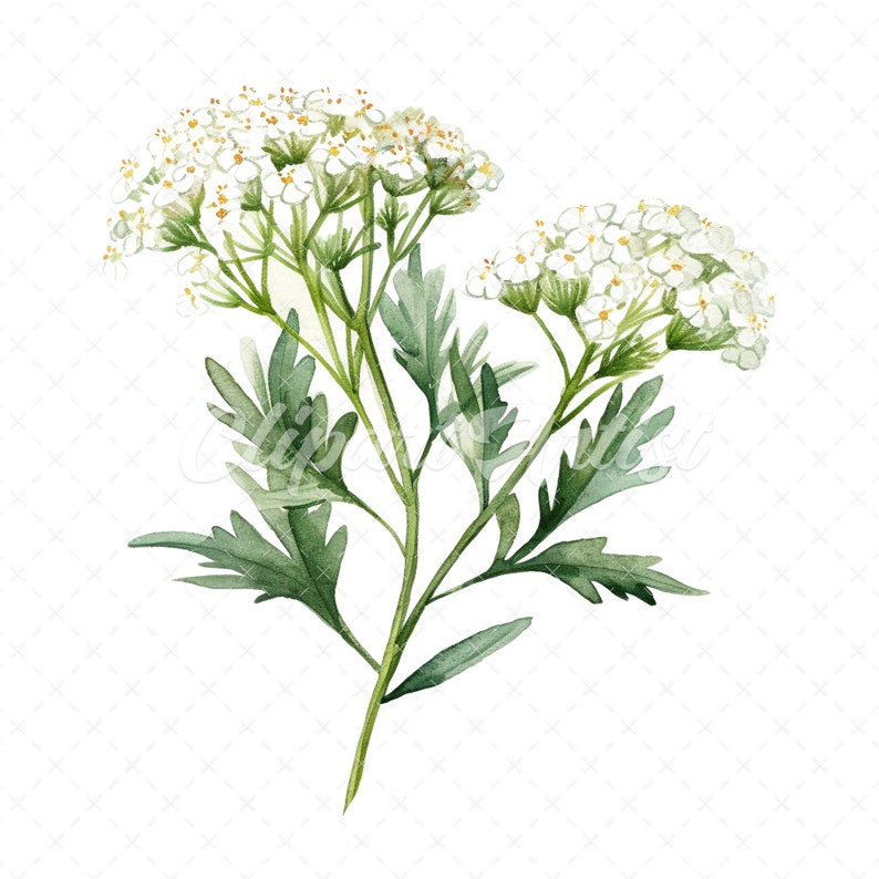 20 High-quality Yarrow Clipart Yarrow Flowers Digital - Etsy