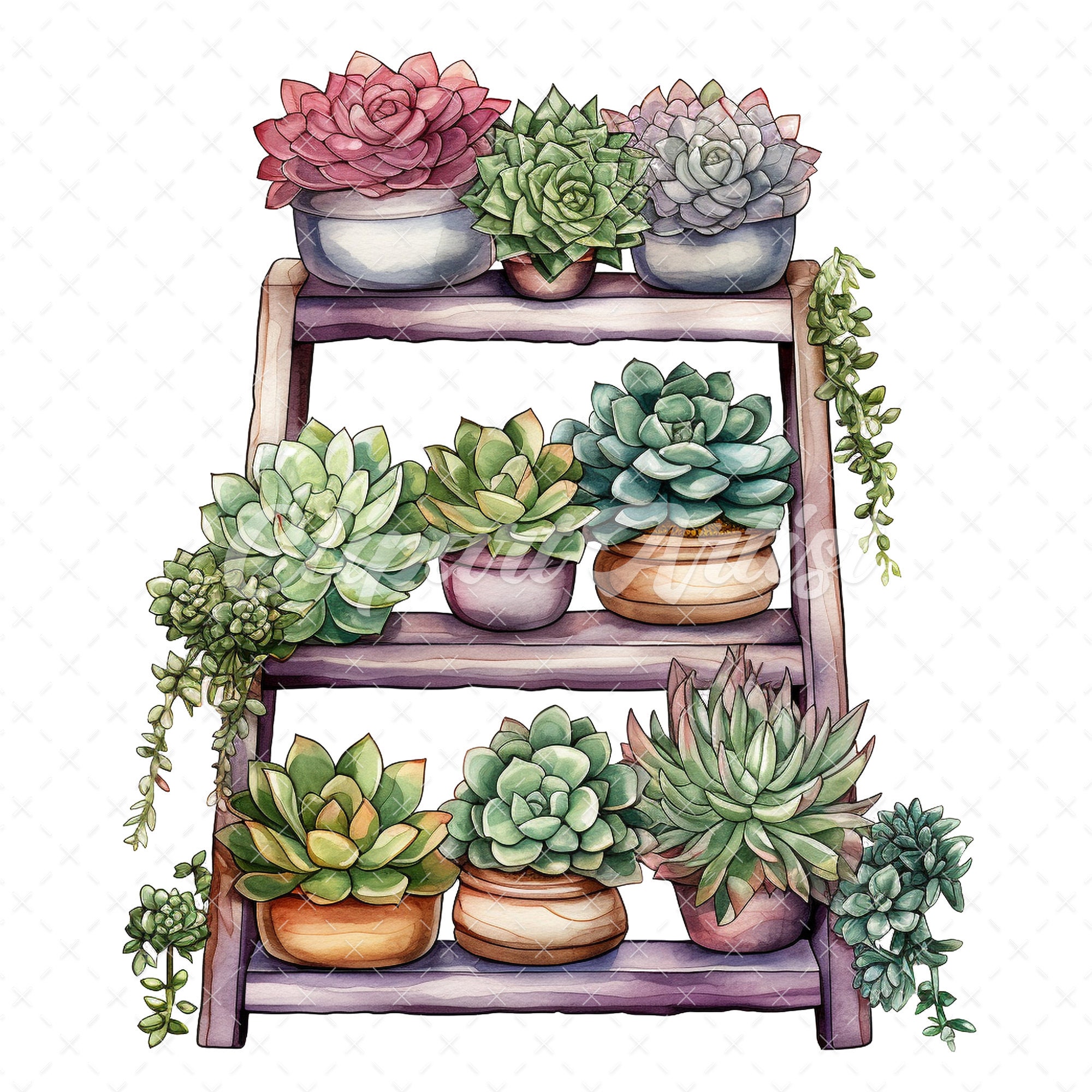 20 High-quality Succulent Rack Clipart Succulent Rack Digital ...