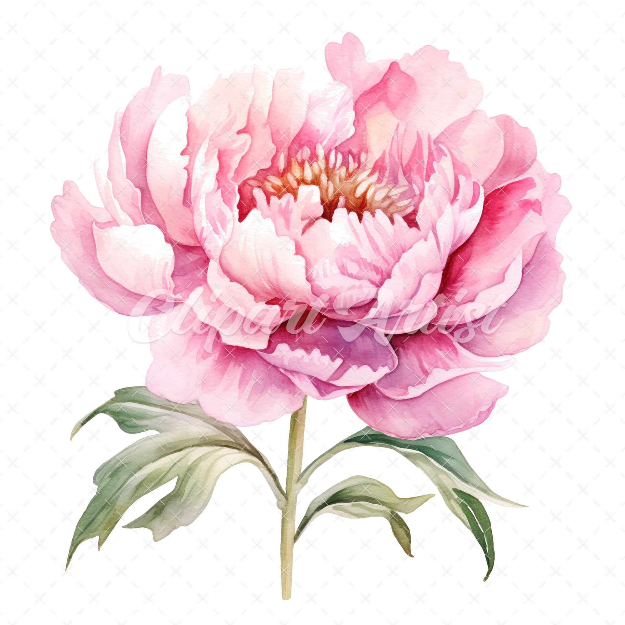20 High-quality Pink Peony Clipart Pink Peony Digital Watercolor JPG ...