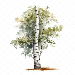 19 High-quality Birch Tree Clipart - Birch Tree Digital Watercolor JPG ...