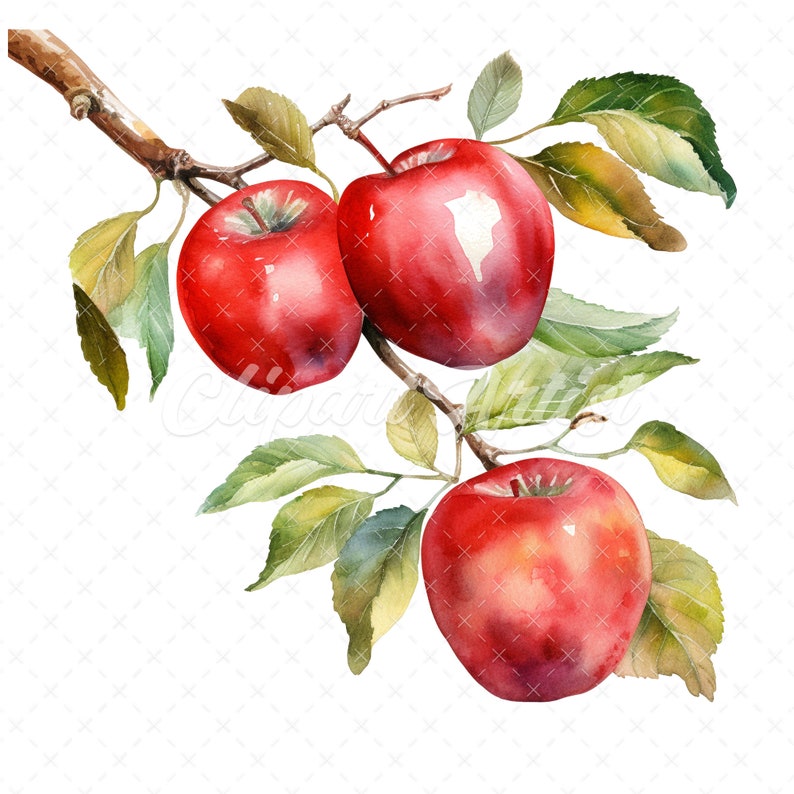 19 High-quality Apples on Branch Clipart - Apple Barbecue Digital ...