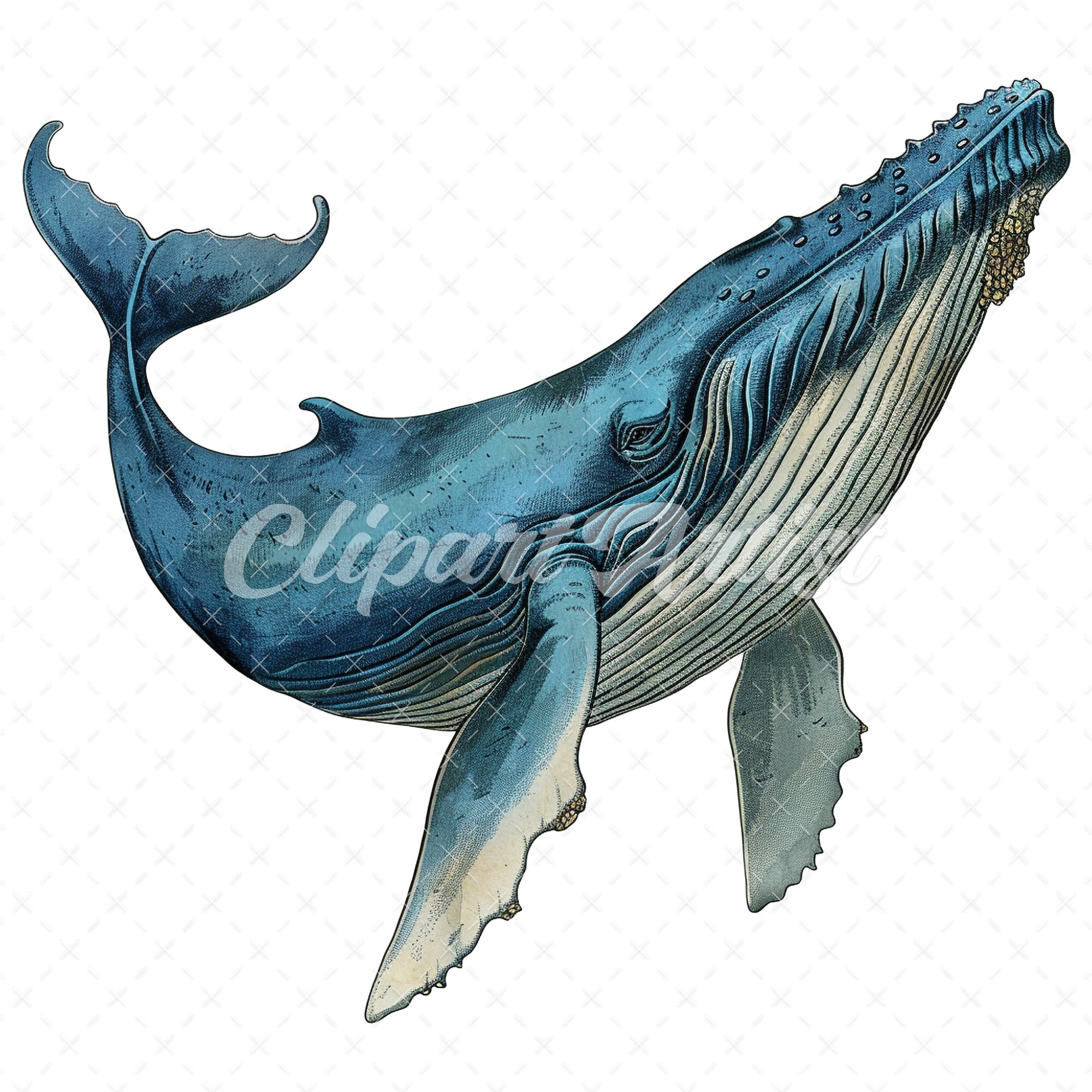 Blue Whale Watercolor Clipart – Commercial Use (digital Download) - Etsy