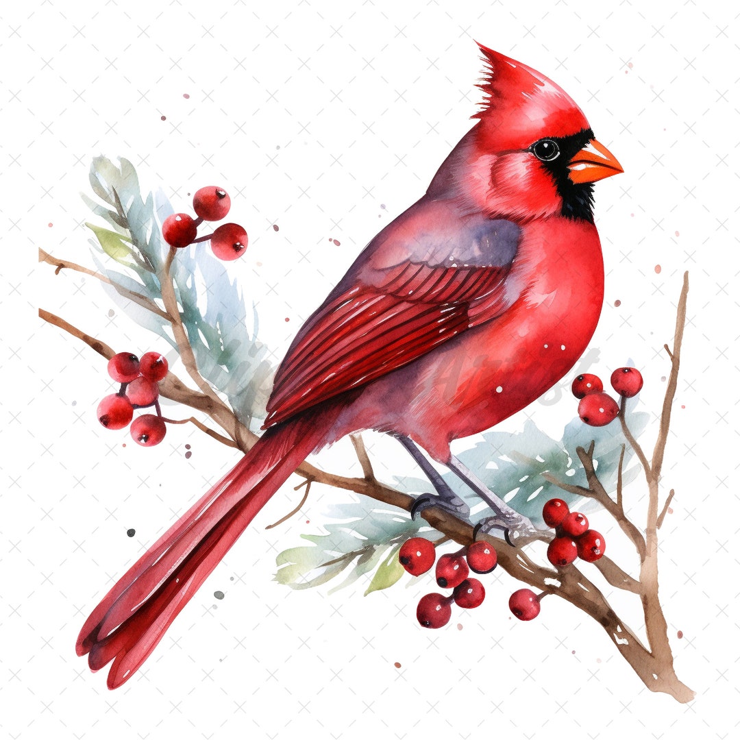 20 High-quality Winter Cardinals Clipart - Winter Cardinals Digital ...