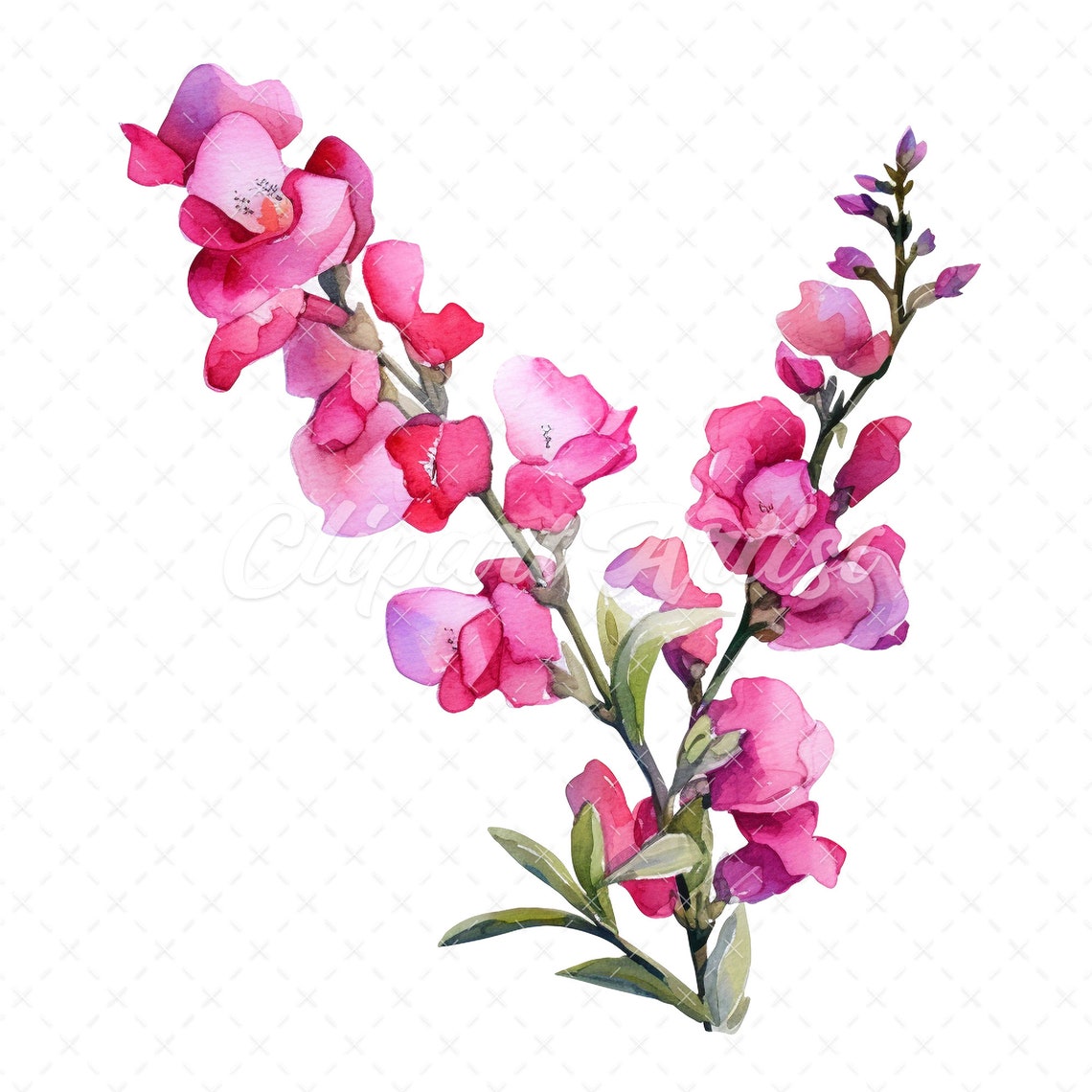 20 High-quality Snapdragon Clipart Snapdragon Flowers Digital ...