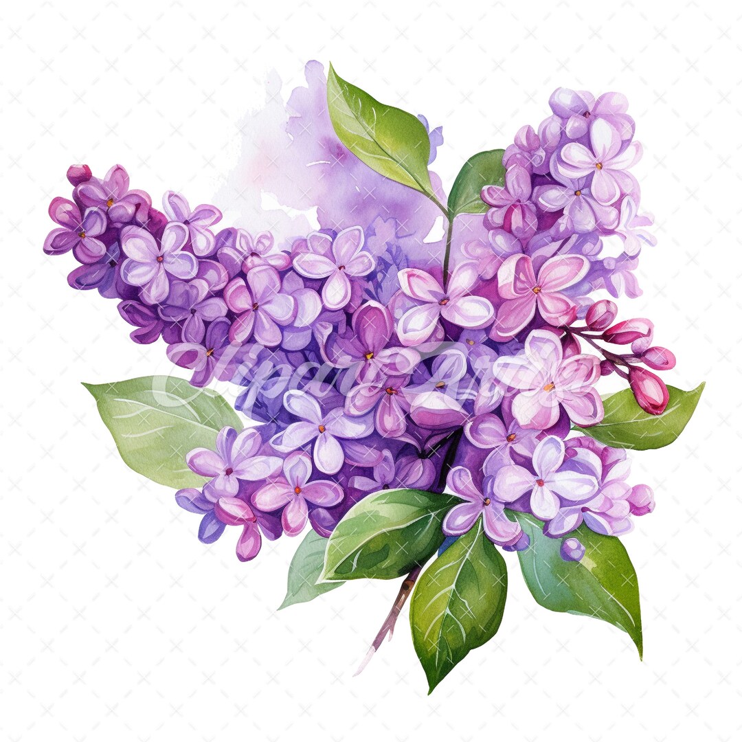 20 High-quality Lilac Clipart - Lilac Flower Digital Watercolor JPG ...