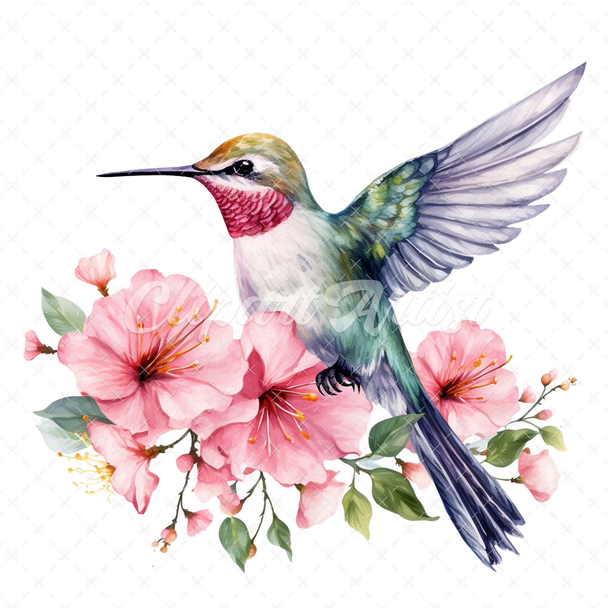 19 High-quality Floral Hummingbird Clipart Hummingbird Digital ...