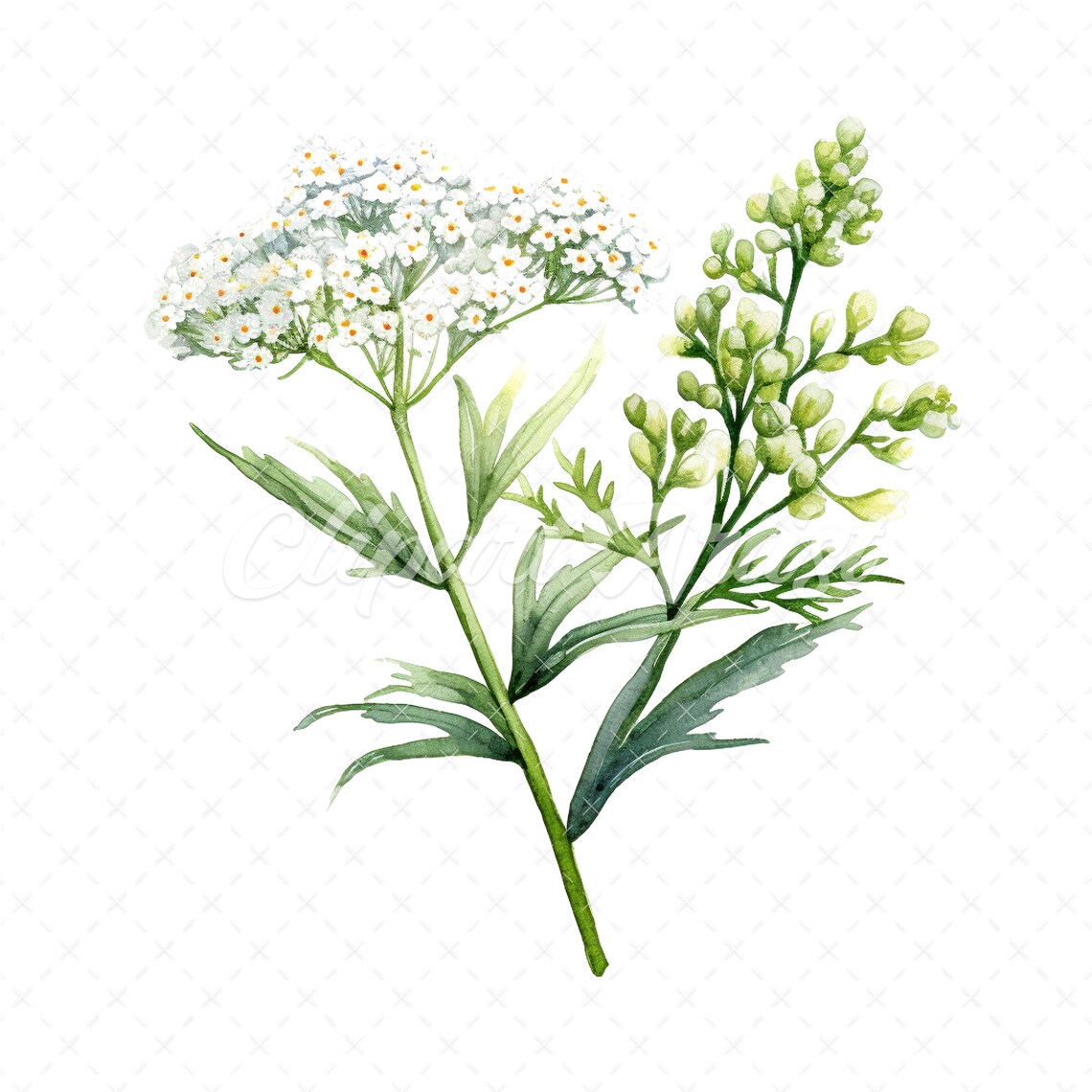 20 High-quality Yarrow Clipart Yarrow Flowers Digital - Etsy