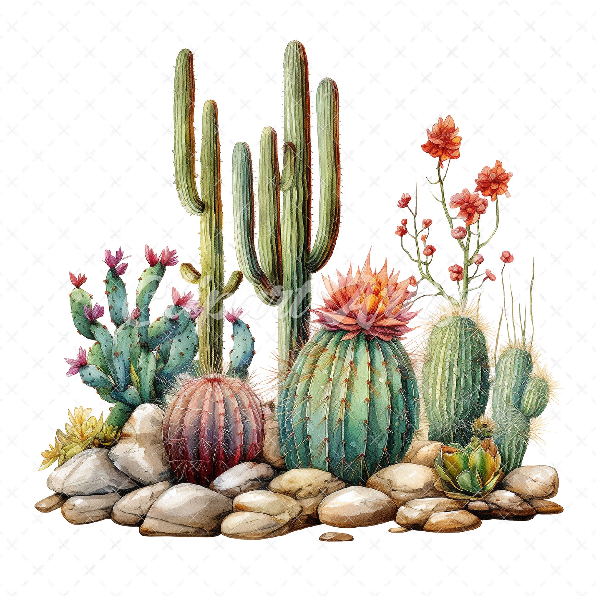 20 High-quality Desert Cacti Clipart - Desert Cacti Digital Watercolor ...