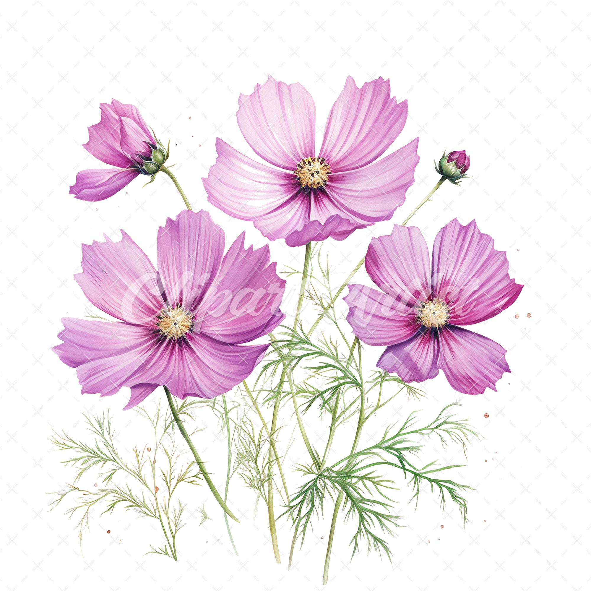 20 High-quality Cosmos Clipart Cosmos Flower Digital - Etsy