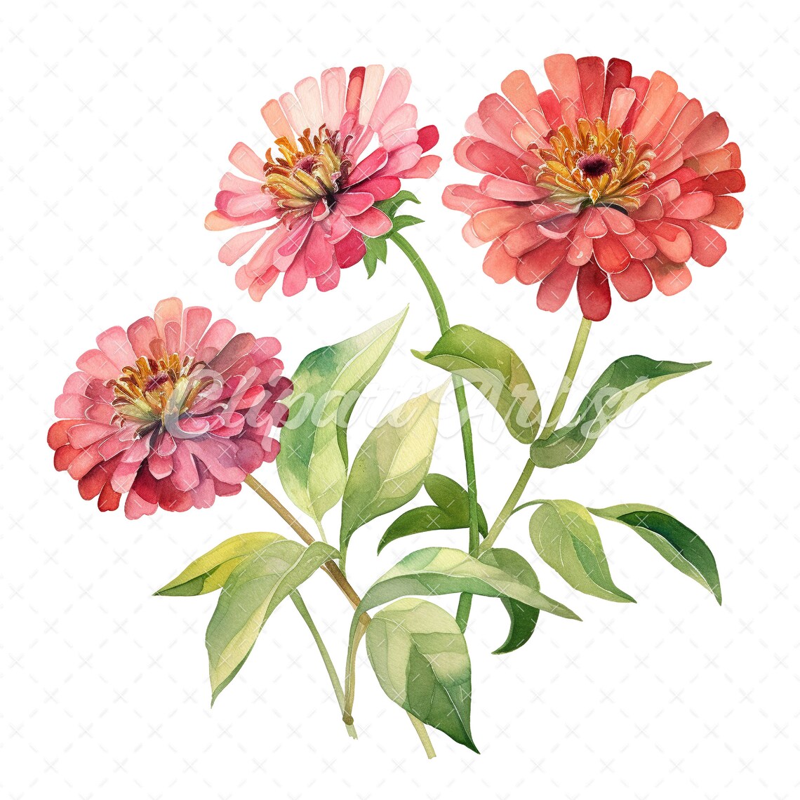 Watercolor Zinnia Clipart – Floral Art, Commercial Use (digital ...
