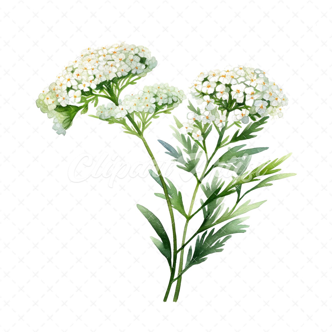 20 High-quality Yarrow Clipart Yarrow Flowers Digital - Etsy