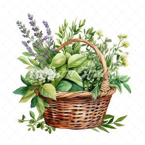 20 High-quality Herbs Basket Clipart - Herbs Basket Digital Watercolor ...