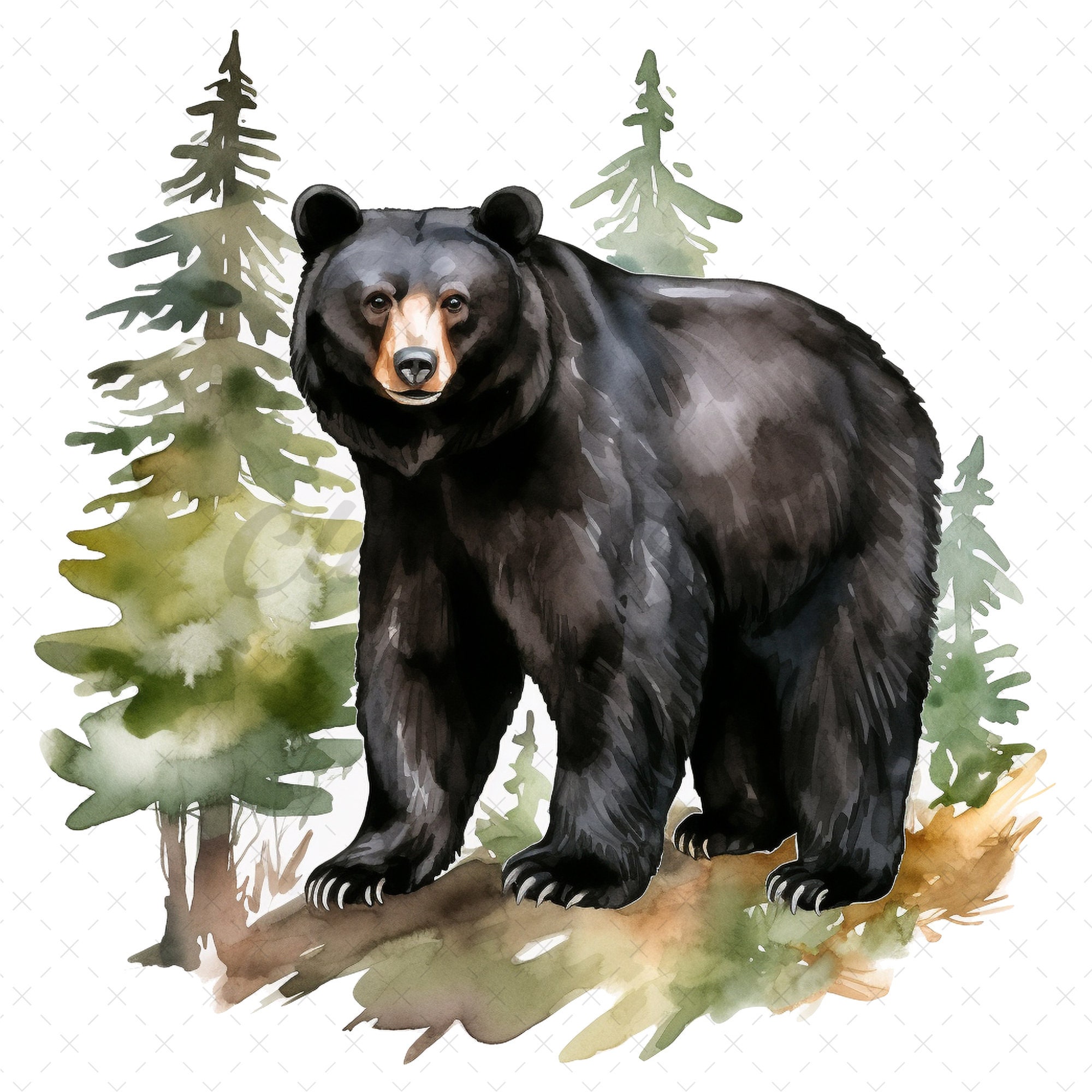 19 High-quality Black Bear Clipart Black Bear Digital Watercolor JPG ...