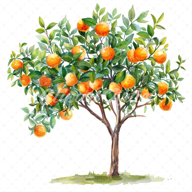 Watercolor Orange Tree Clipart – Commercial Use (digital Download) - Etsy
