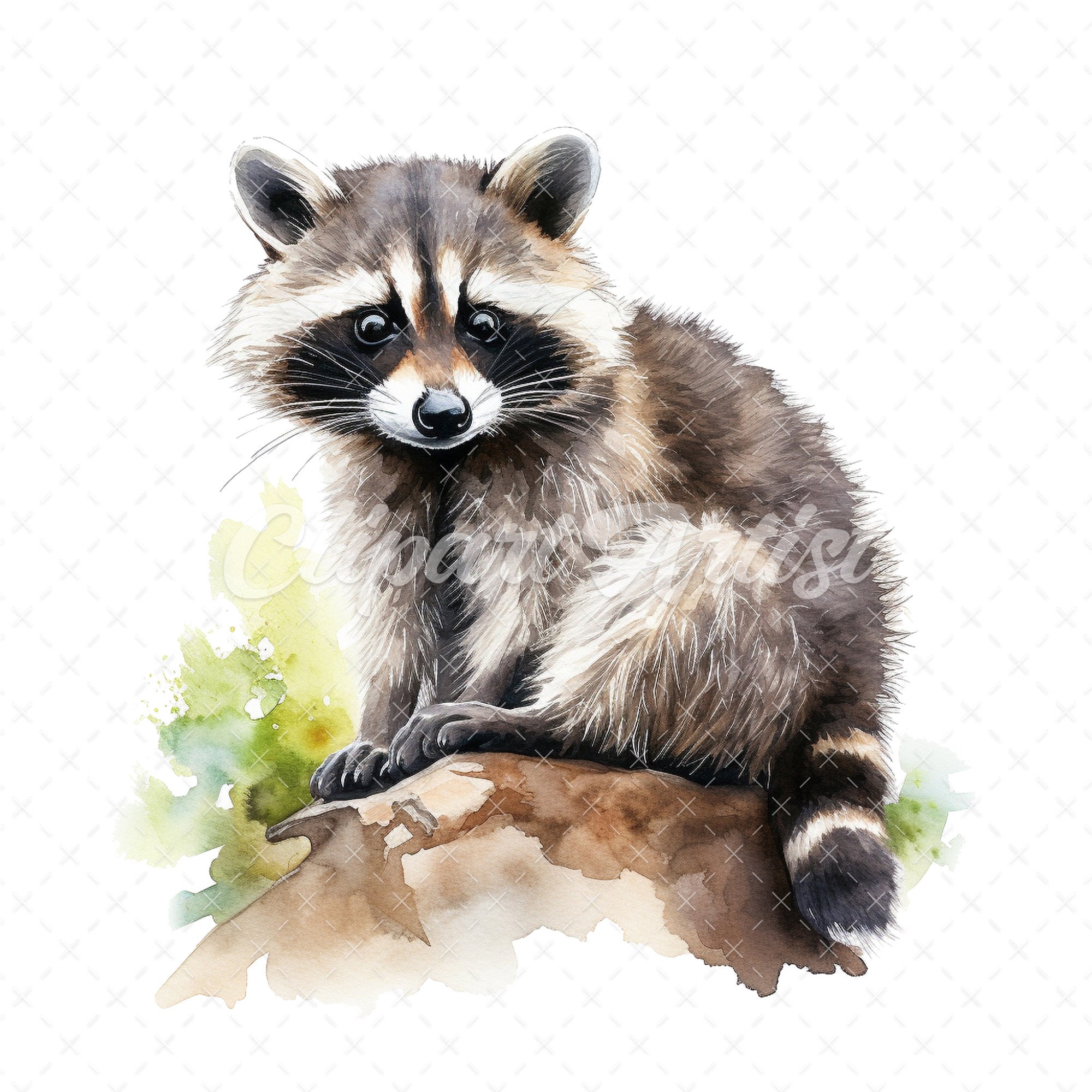 20 High-quality Raccoon Clipart Raccoon Digital Watercolor JPG Instant ...