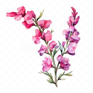 20 High-quality Snapdragon Clipart - Snapdragon Flowers Digital ...