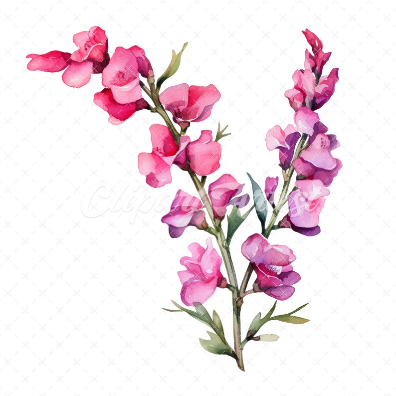 20 High-quality Snapdragon Clipart Snapdragon Flowers Digital ...