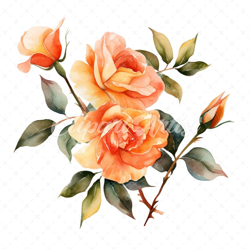 Orange Rose Watercolor Clipart – Floral Design Elements (digital ...