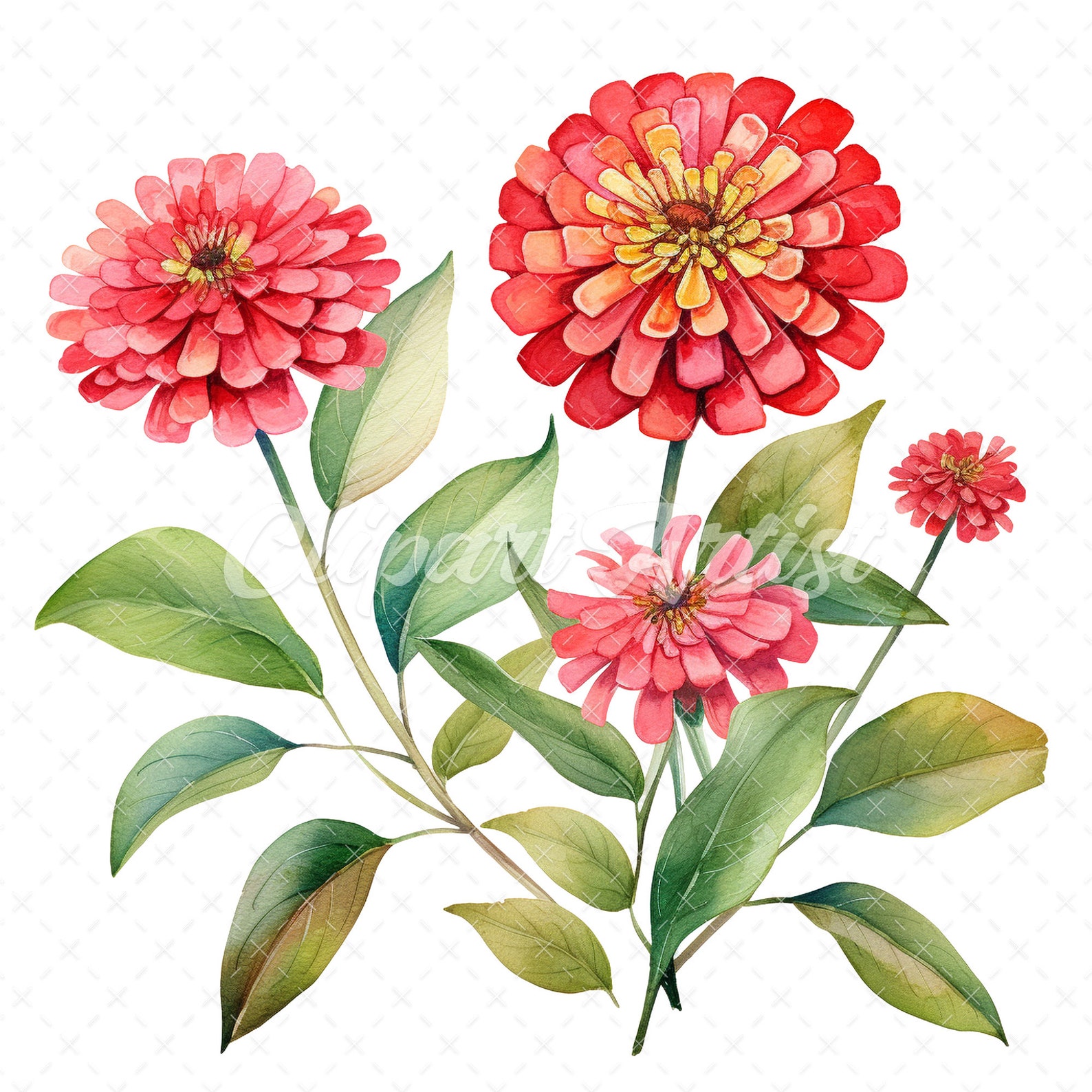 Watercolor Zinnia Clipart – Floral Art, Commercial Use (digital ...