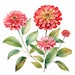 Watercolor Zinnia Clipart – Floral Art, Commercial Use (digital ...