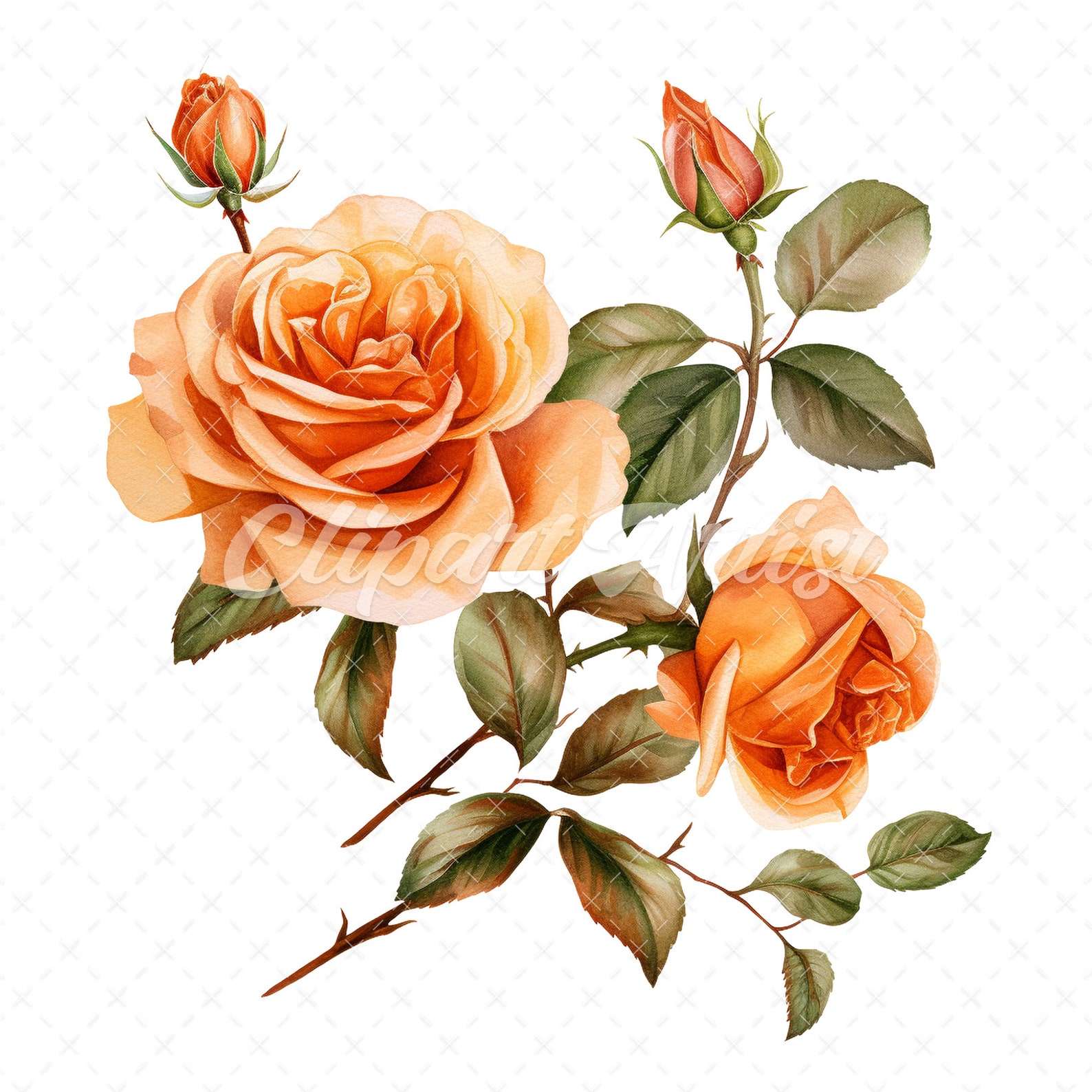 Orange Rose Watercolor Clipart – Floral Design Elements (digital ...