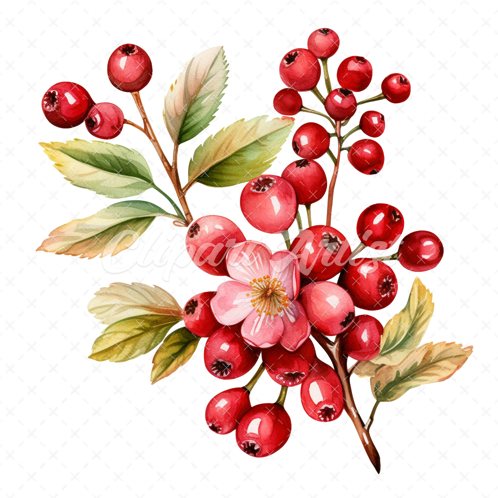 20 High-quality Cranberry Clipart Cranberry Digital Watercolor JPG ...