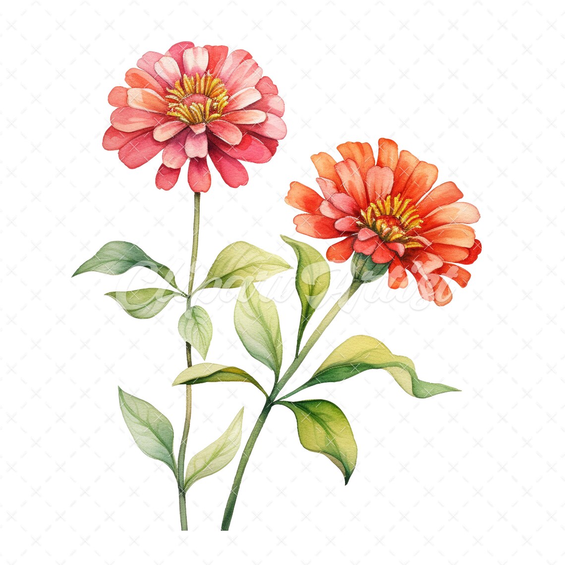 Watercolor Zinnia Clipart – Floral Art, Commercial Use (digital ...
